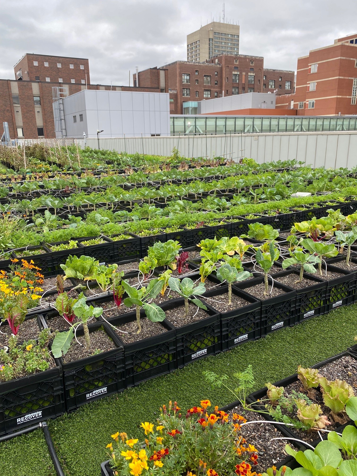 Recover Green Roofs Wins Award For Rooftop Farm At Boston Medical Recover Green Roofs Wins Award For Rooftop Farm At Boston Medical